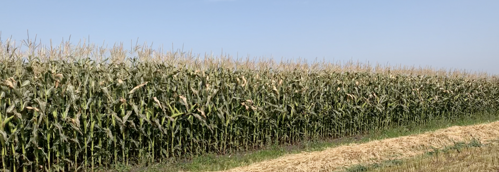 Planting The Seed - Corn Ranches Inc.